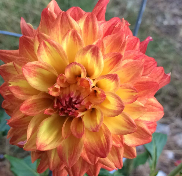 Azteca | Flourish Plant Company